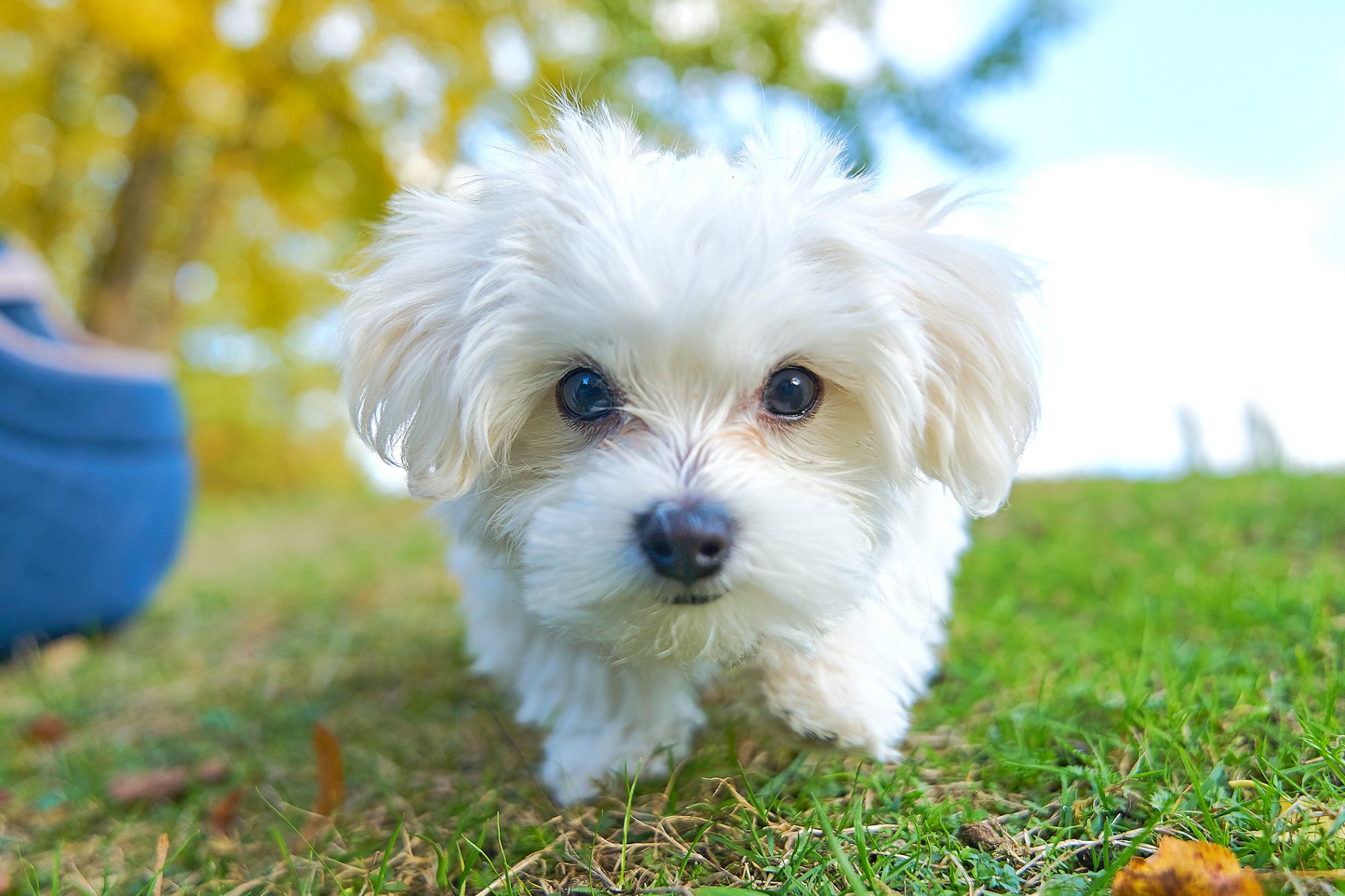 As raças de cães ideais para apartamentos - Amor e Cuidados dos Pets