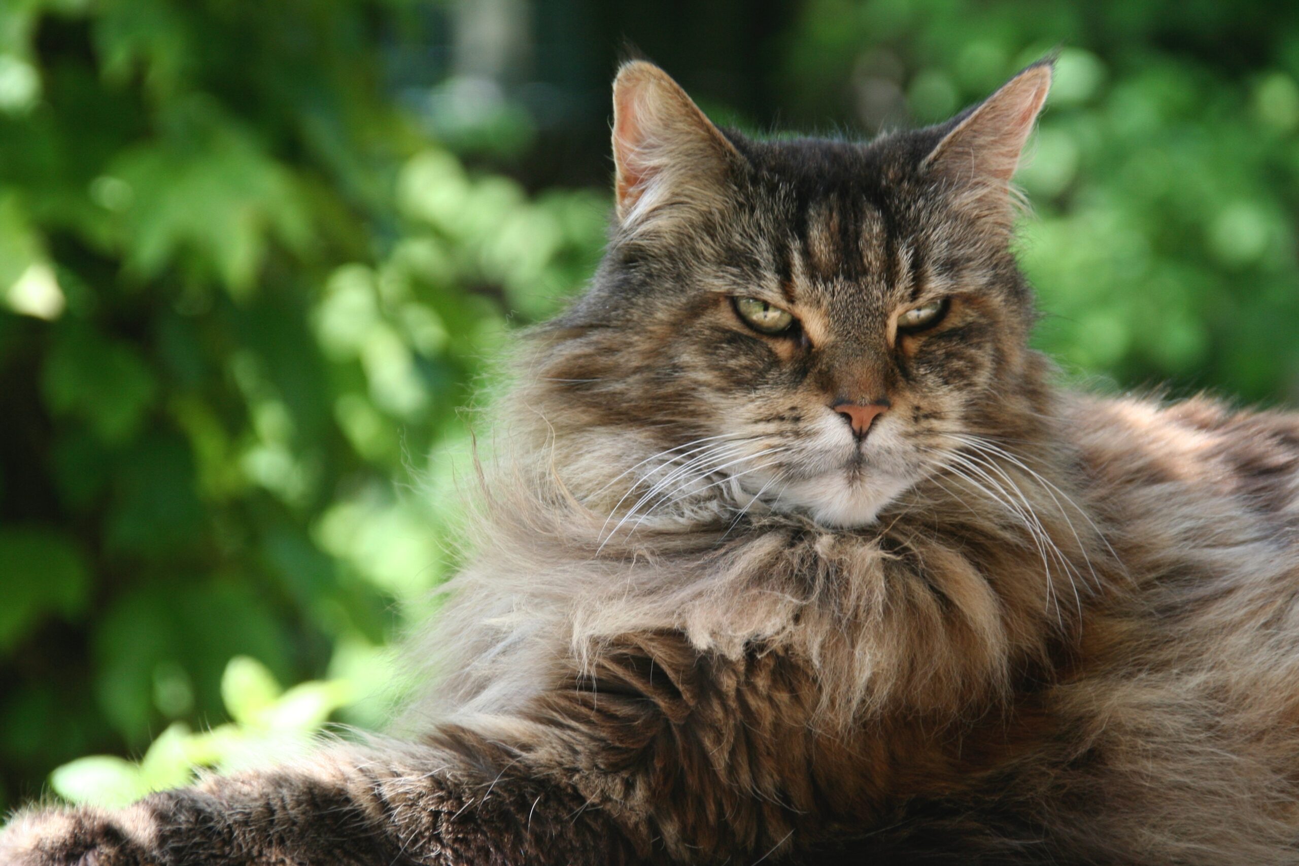 Quase 10 Kgs e pelagem imponente: Conheça o gato Maine Coon - Amor e ...
